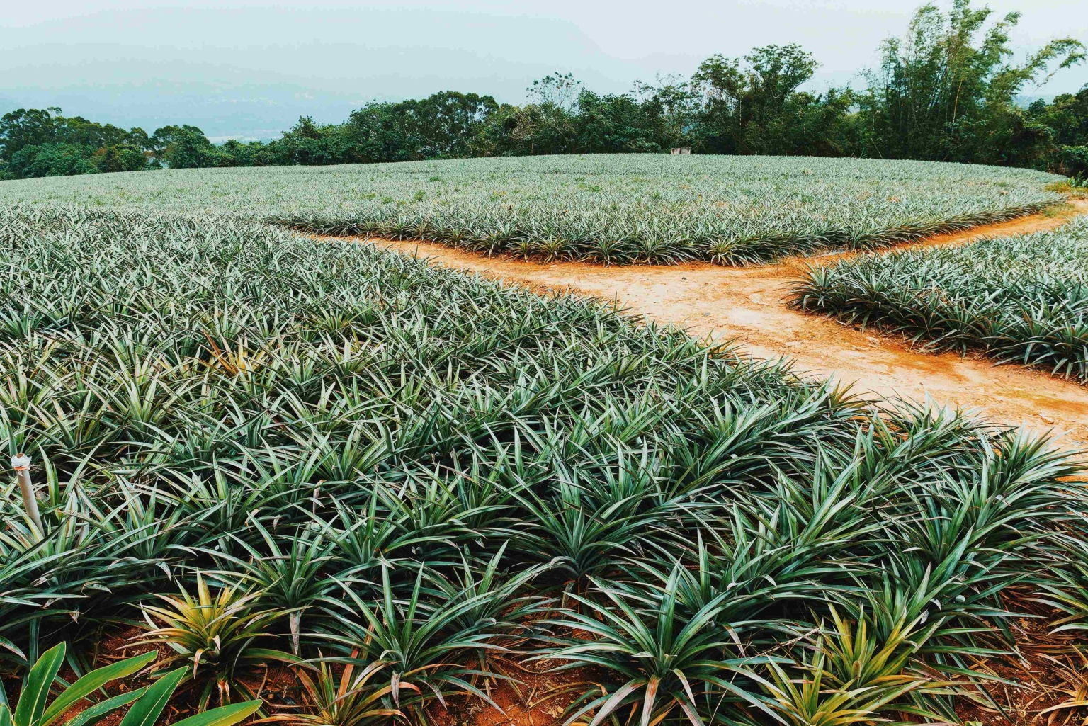 The Business Resurgence of Pineapple Fiber Opportunities | Radar