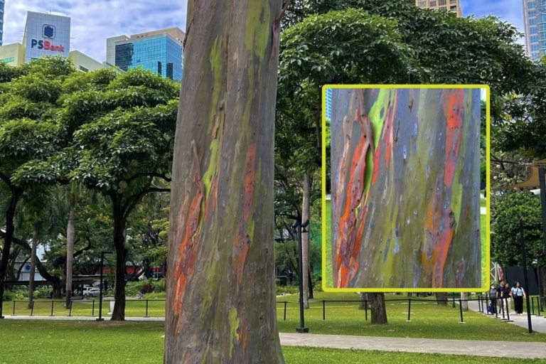 Bagras, Rainbow Tree: Colors of Mindanao in Makati | Radar
