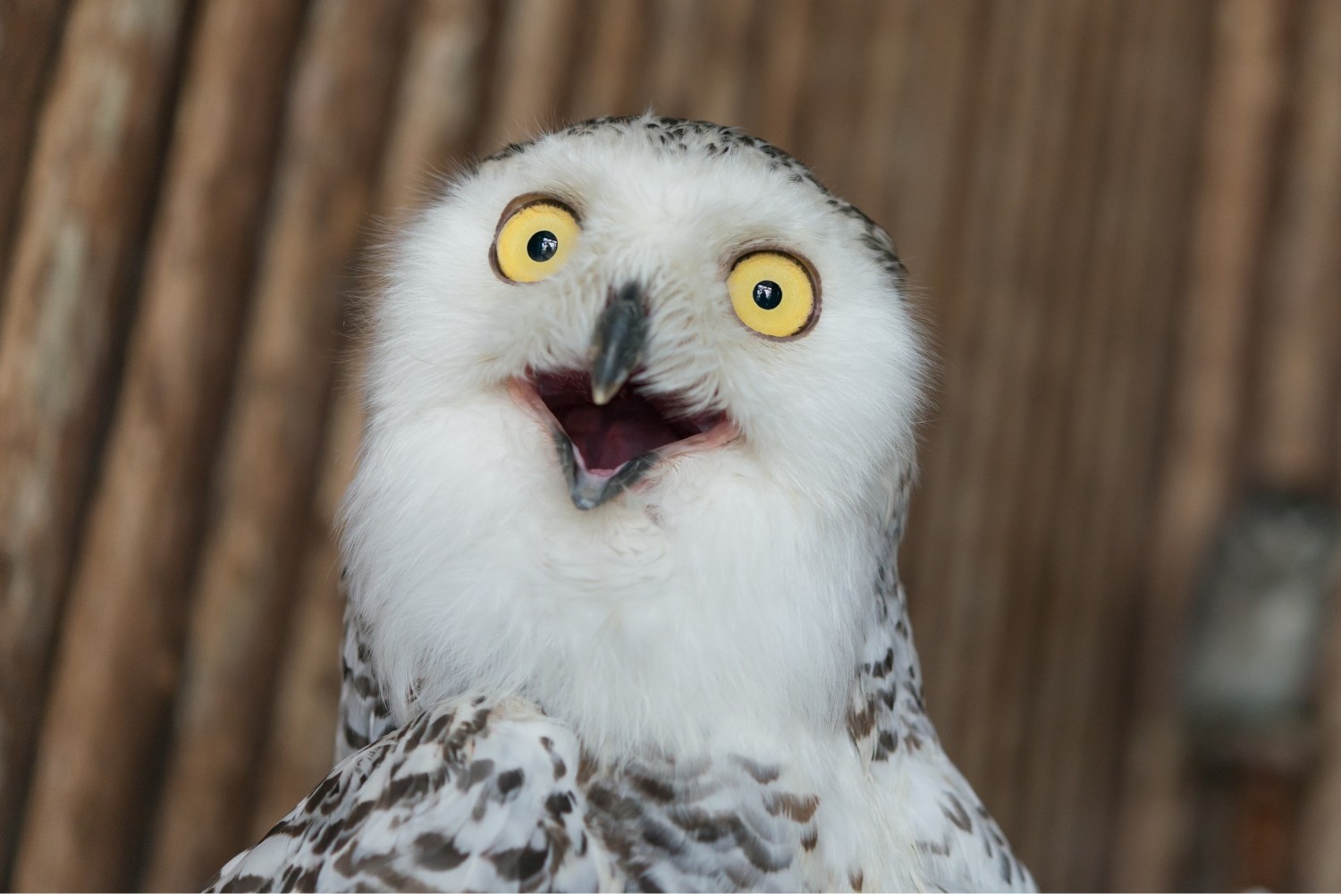 Bird masturbation is common | Radar
