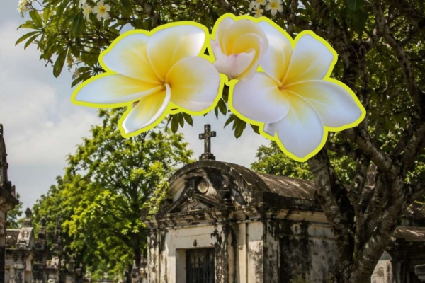 The story behind kalachuchi’s reputation as the flower of the dead | radar
